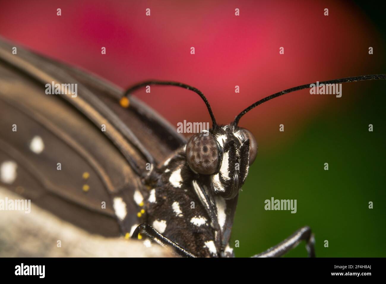 Common crow butterfly with vascular wings Stock Photo - Alamy