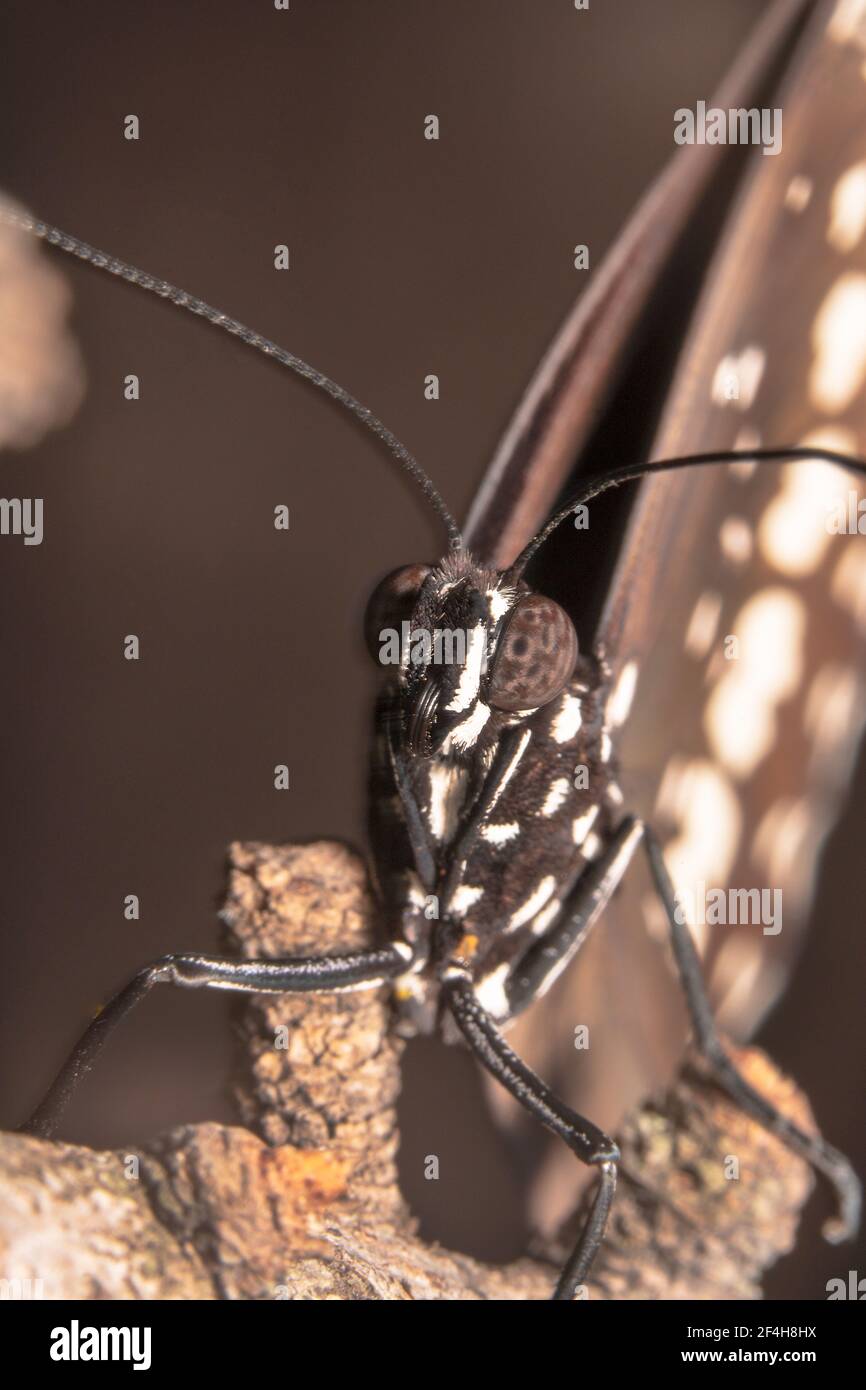 Common crow butterfly hi-res stock photography and images - Alamy