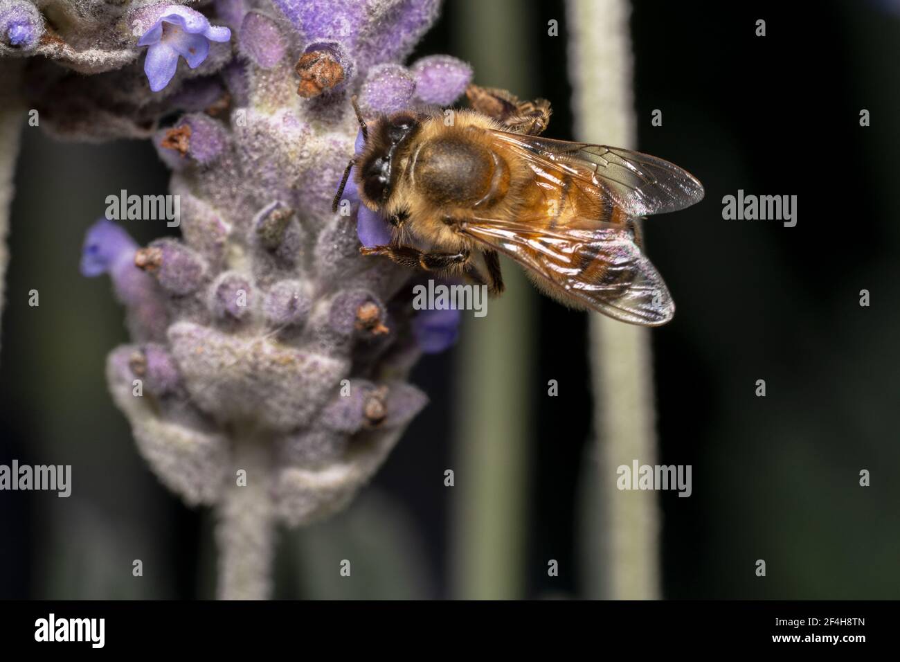 Top down view of a honey bee which looks like a fly Stock Photo - Alamy