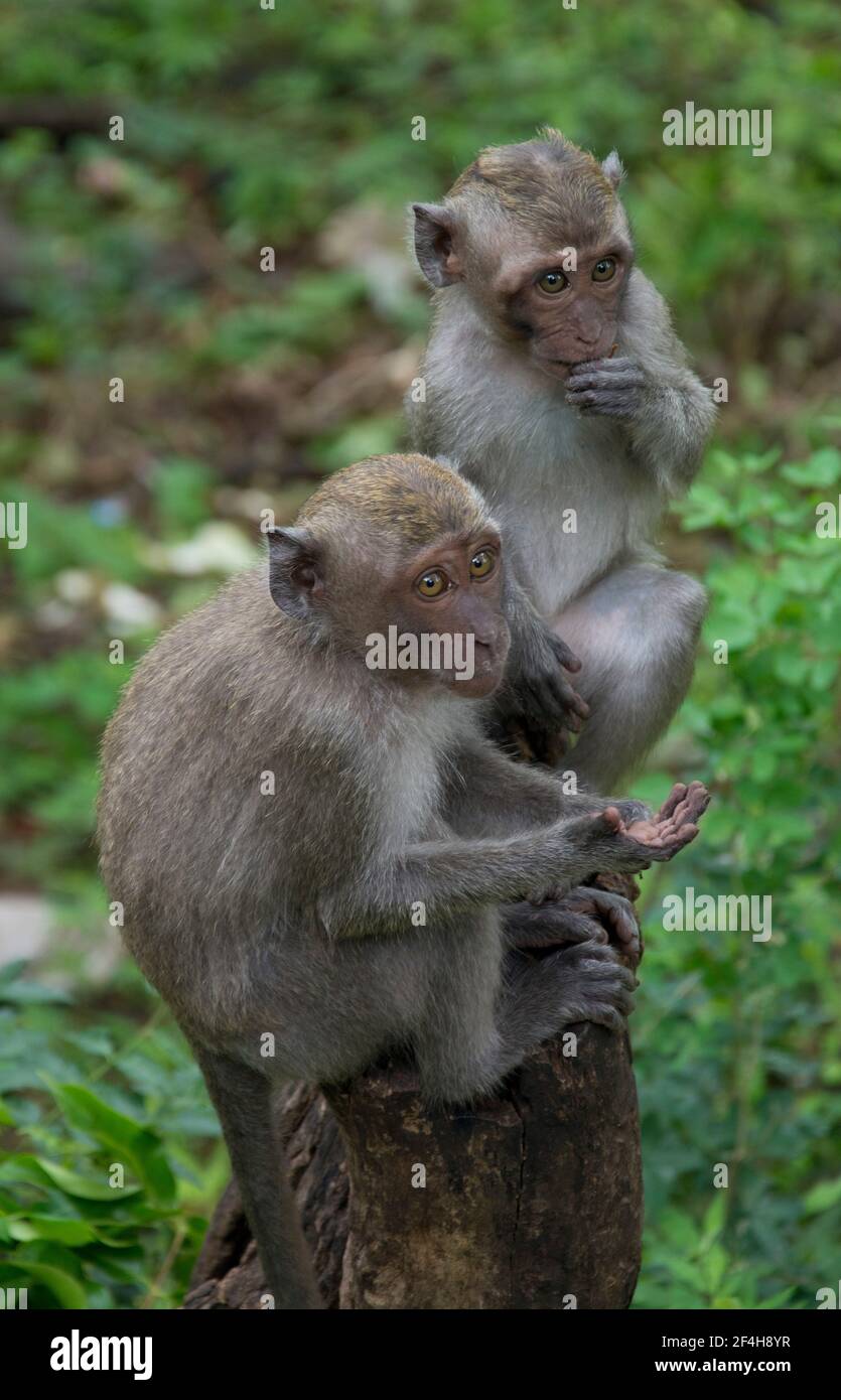 Affen hi-res stock photography and images - Alamy
