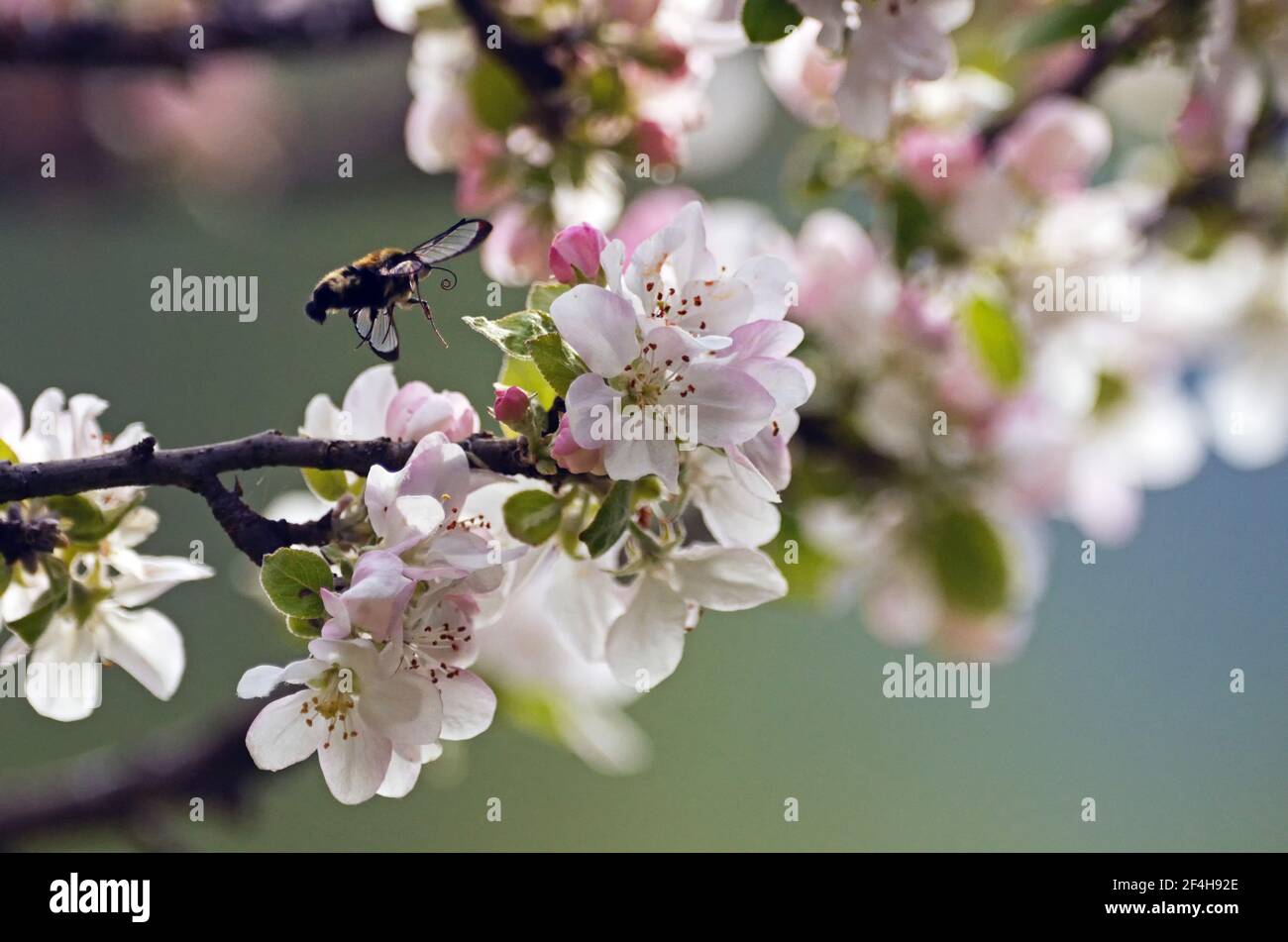 A Rocky Mountain clearwing moth getting nectar from an apple tree at ...