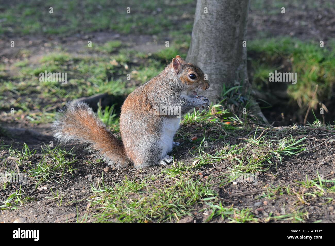 Red squirrel scotland wild pest hi-res stock photography and images - Alamy