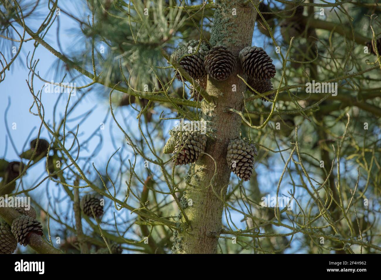 Conifer pine cones seen attached to a main tree branch Stock Photo - Alamy