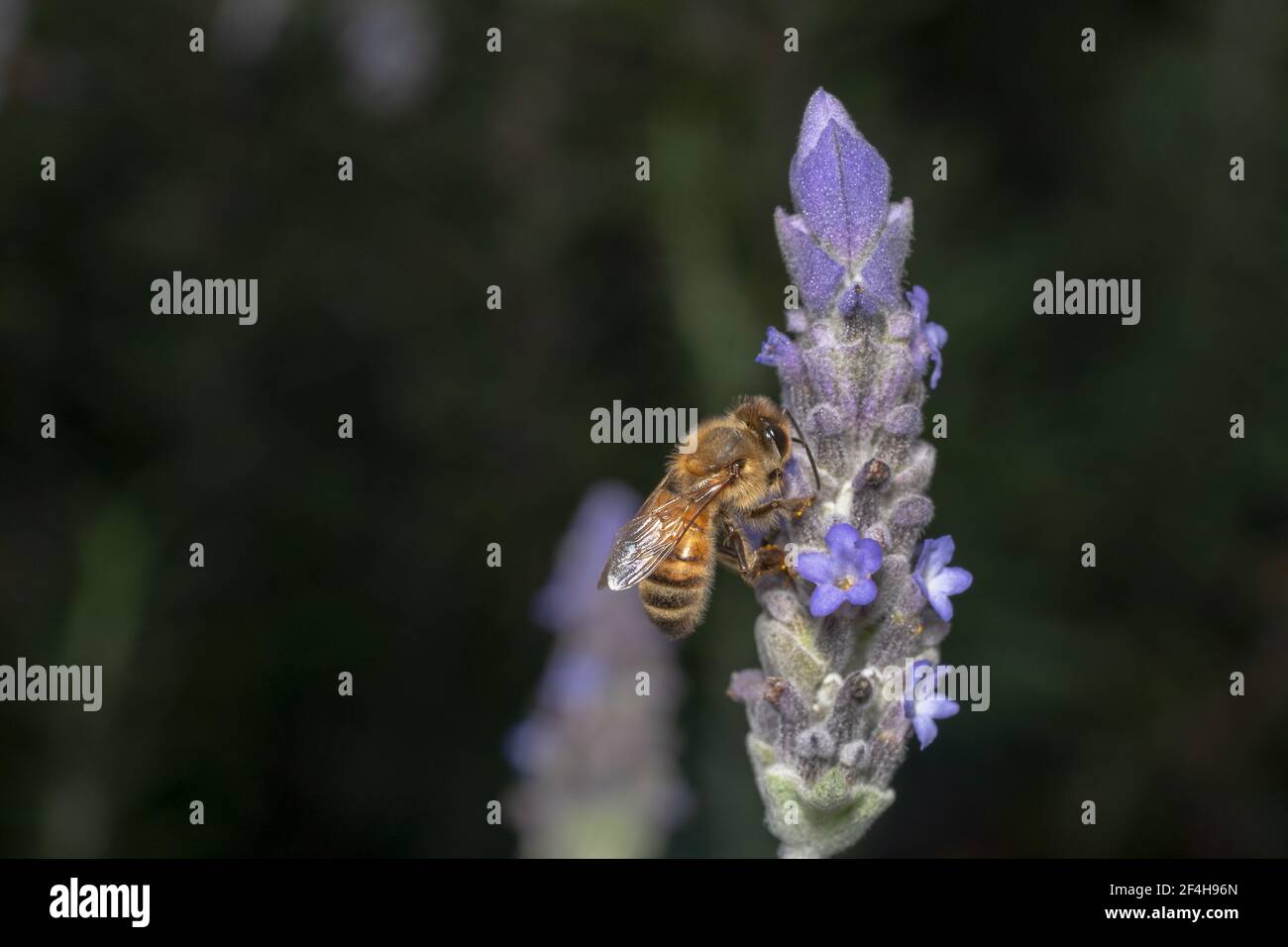 Honey bee with clear wings in a garden Stock Photo - Alamy