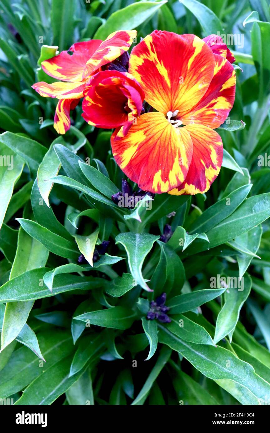 Wallflower scarlet bedder hi-res stock photography and images - Alamy