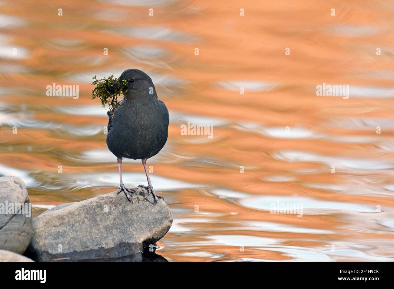 American dipper nest hi-res stock photography and images - Alamy