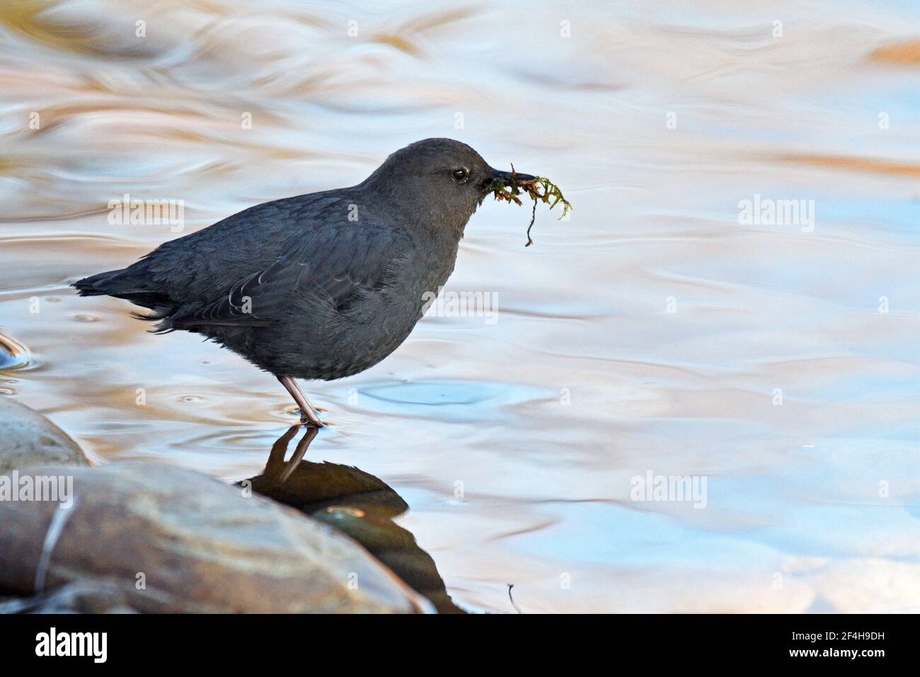 Dipper at nest hi-res stock photography and images - Alamy