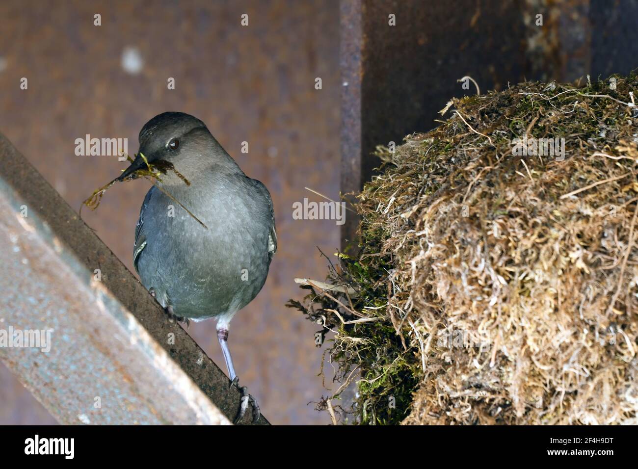 Dipper at nest hi-res stock photography and images - Alamy