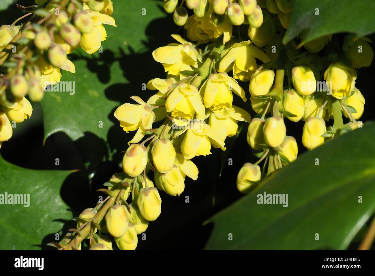 Mahonia japonica flowers hi-res stock photography and images - Alamy