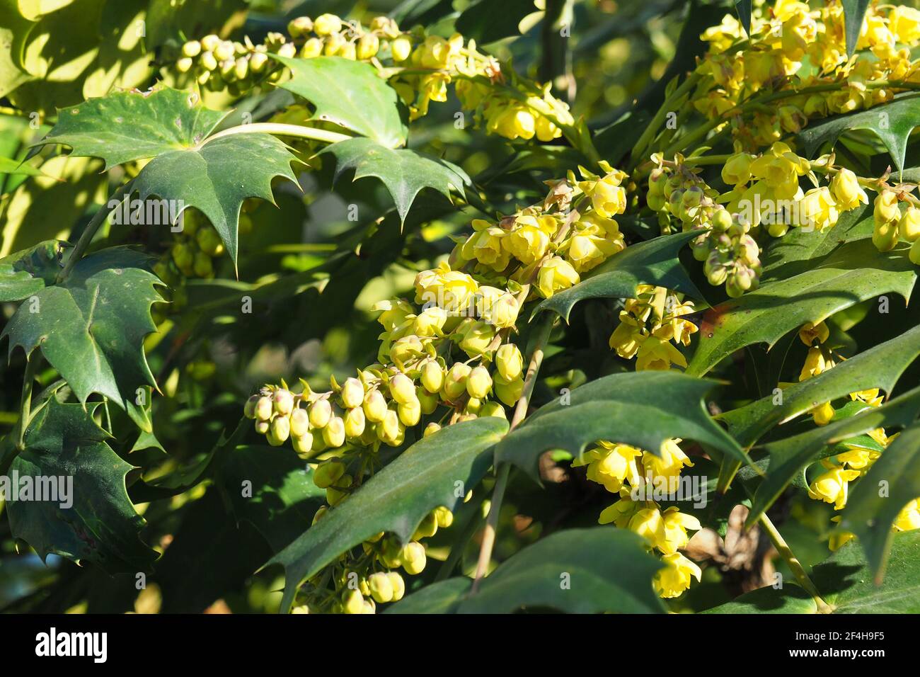 Japanese mahonie hi-res stock photography and images - Alamy