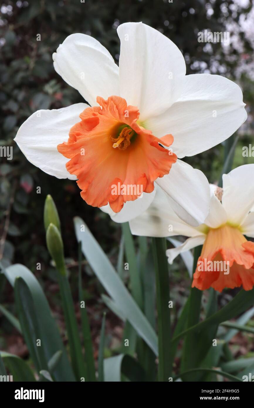 Narcissus ‘Decoy’ Division 2 Large-cupped Daffodils Decoy daffodil ...
