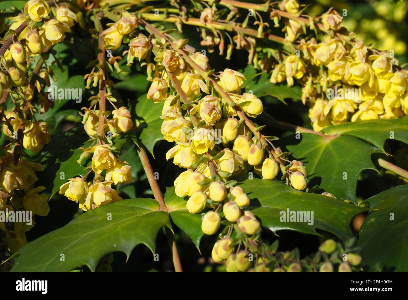 Japanische mahonie hi-res stock photography and images - Alamy