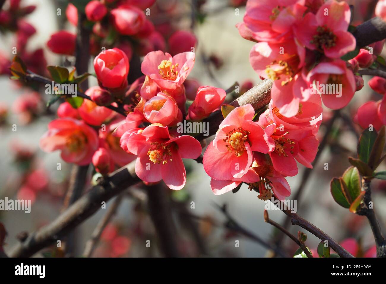 flowering quince, Chinese quince, Zierquitten, fleur de pêche ...