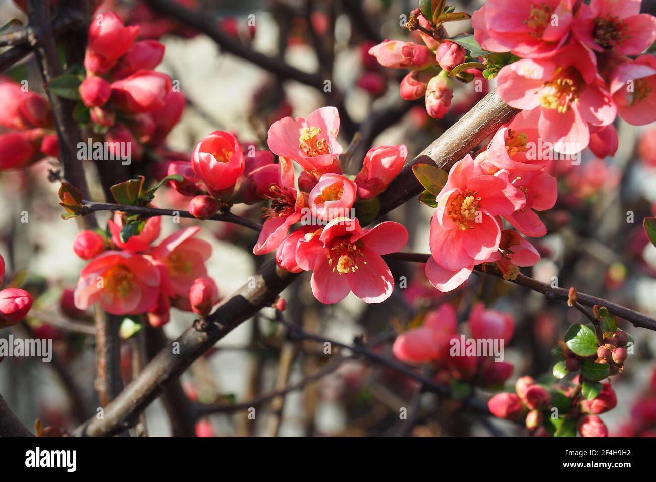 flowering quince, Chinese quince, Zierquitten, fleur de pêche ...