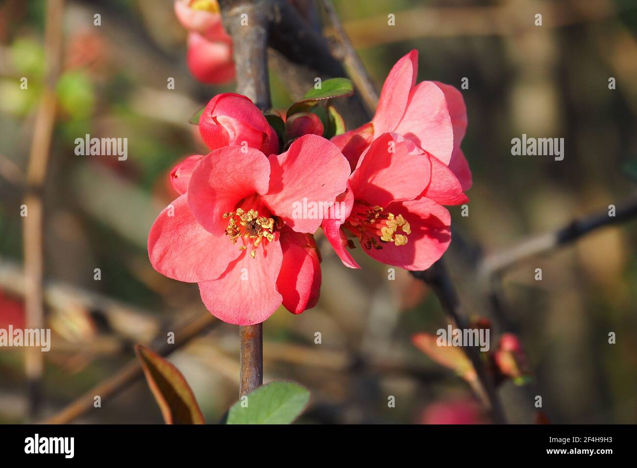 flowering quince, Chinese quince, Zierquitten, fleur de pêche ...