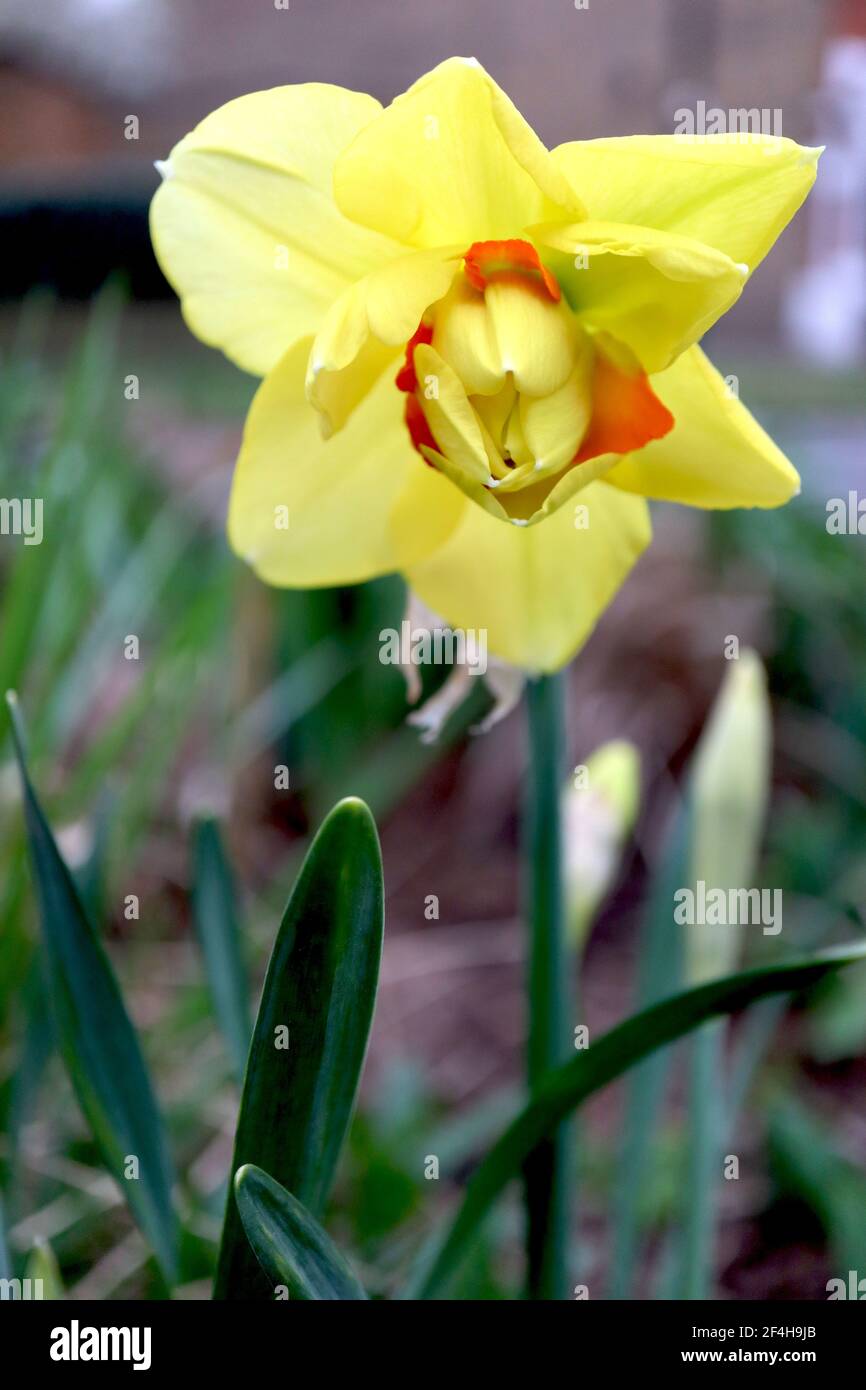 Petaloid perianth hi-res stock photography and images - Alamy