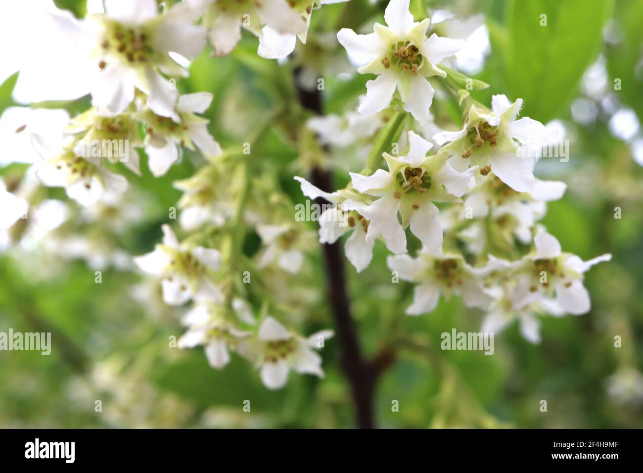 Indian plum hi-res stock photography and images - Alamy