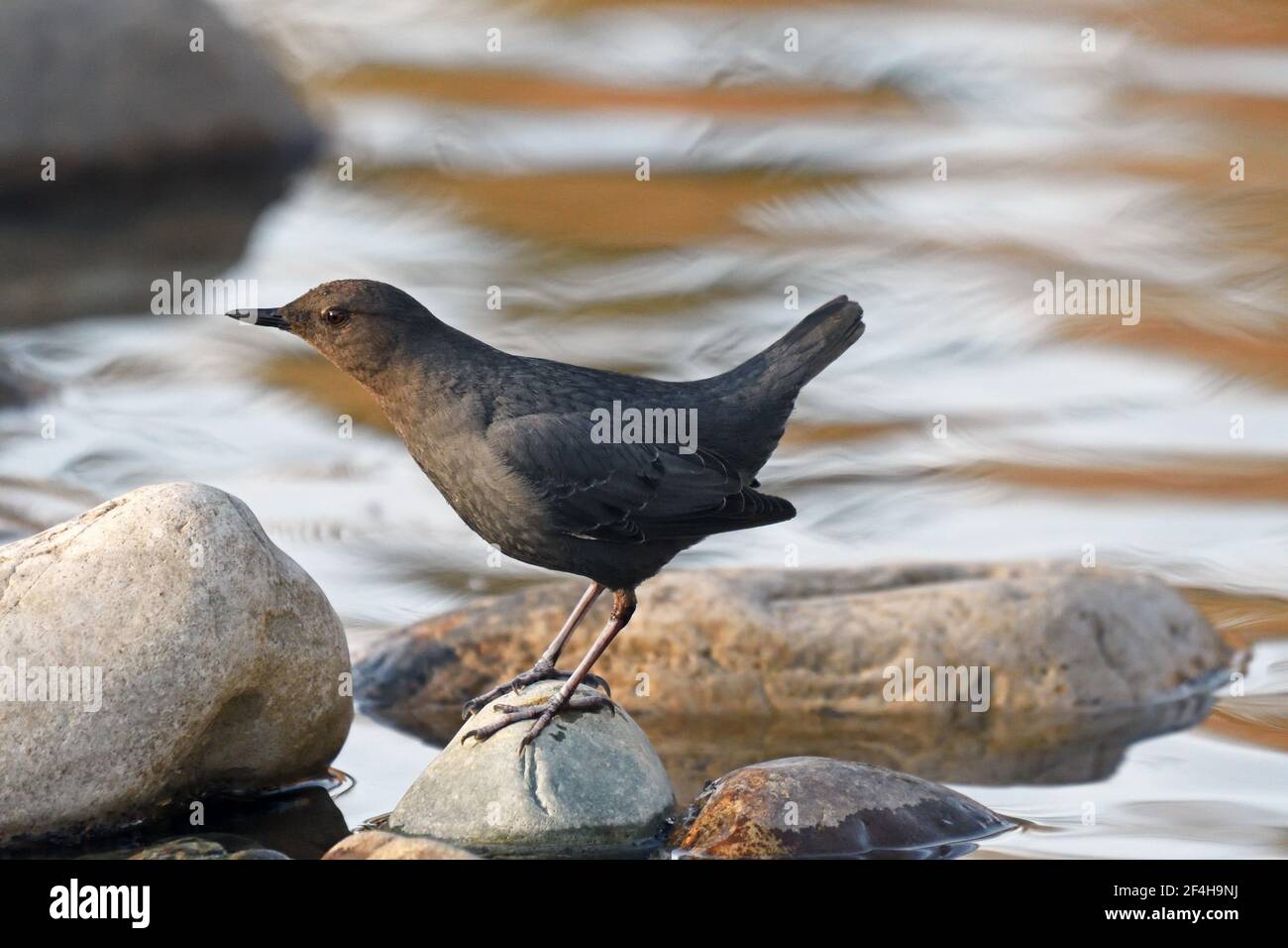 Mating pose hi-res stock photography and images - Alamy