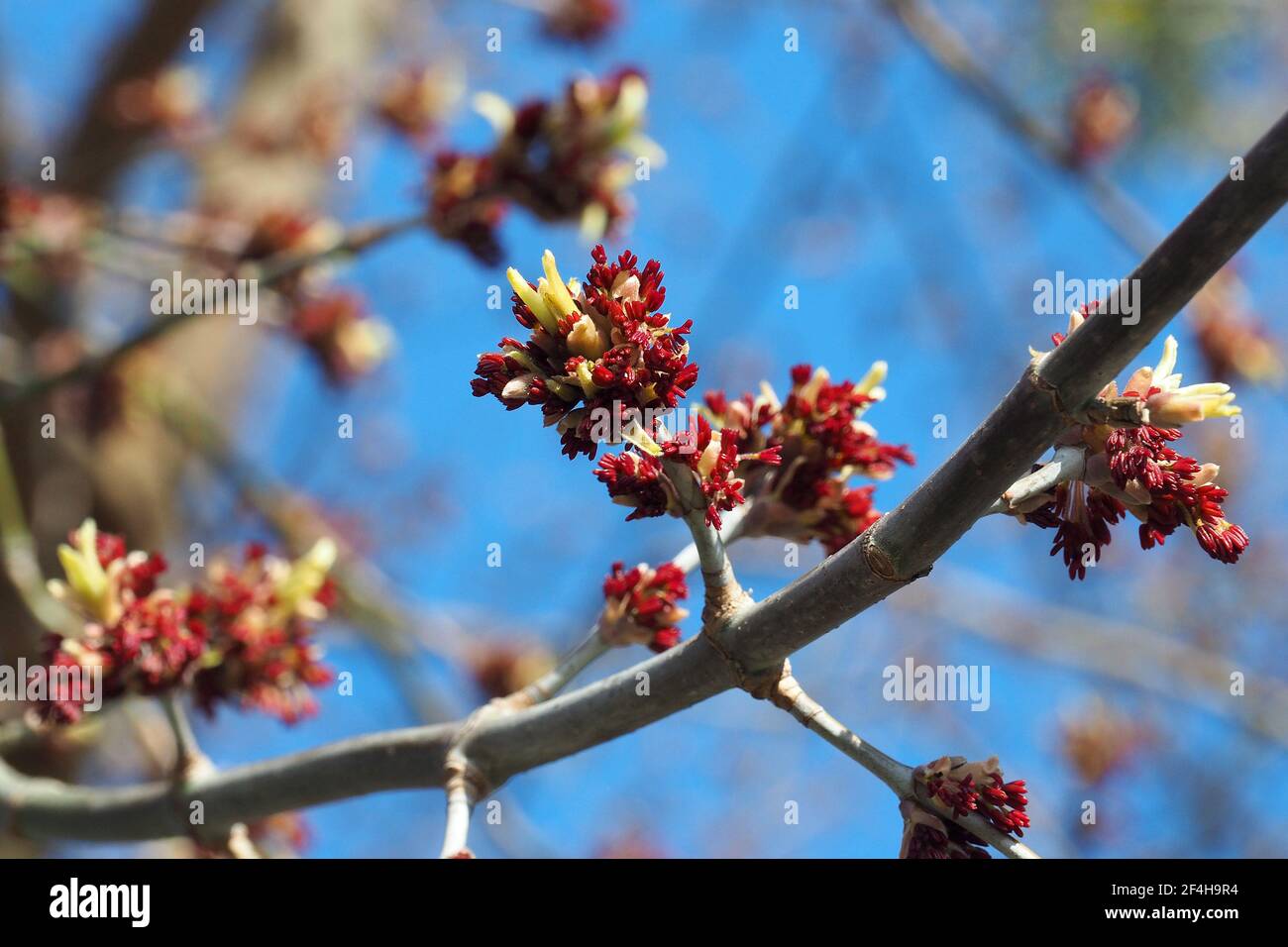 box elder, boxelder maple, Eschen-Ahorn, Érable negundo, Acer negundo ...
