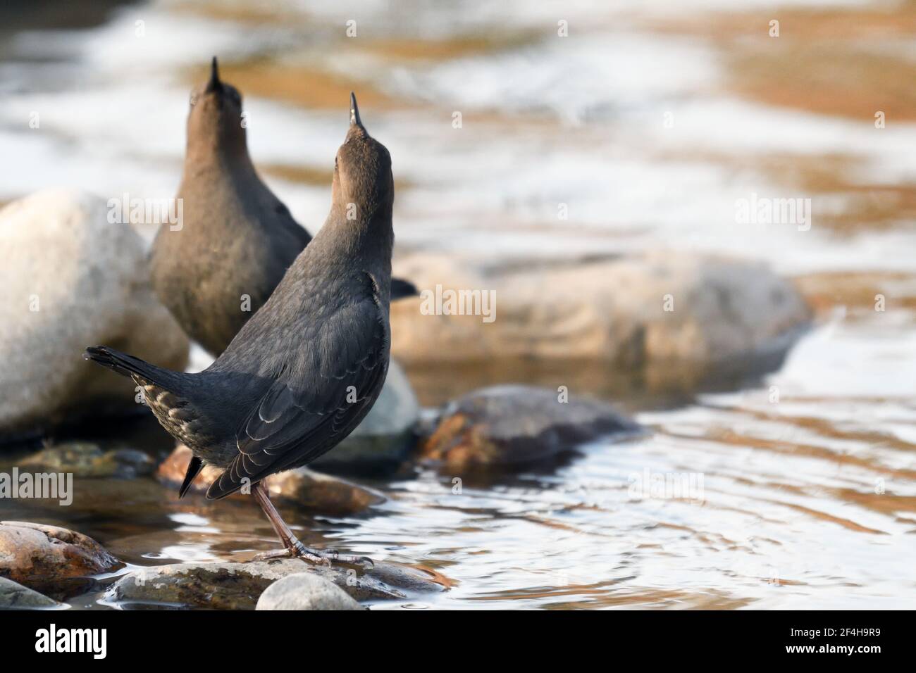 Mating pose hi-res stock photography and images - Alamy