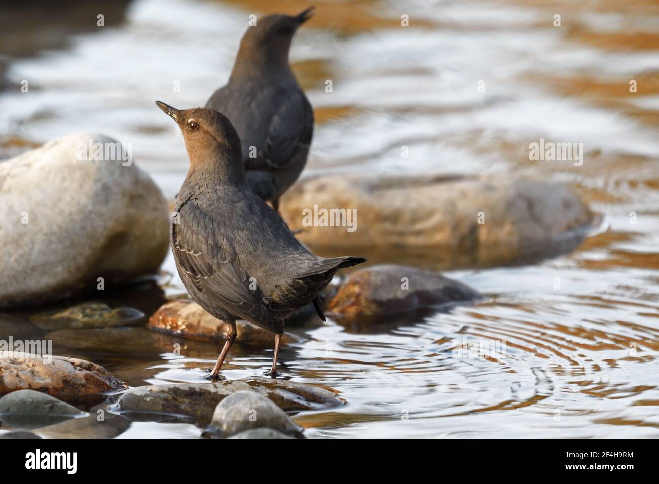 Mating pose hi-res stock photography and images - Alamy