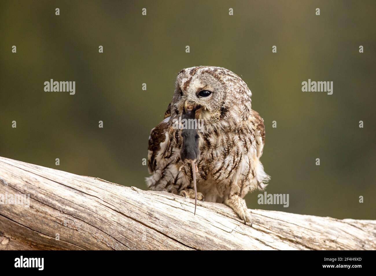Tawny owl in the forest with mouse in the beak. Brown owl (Strix aluco ...