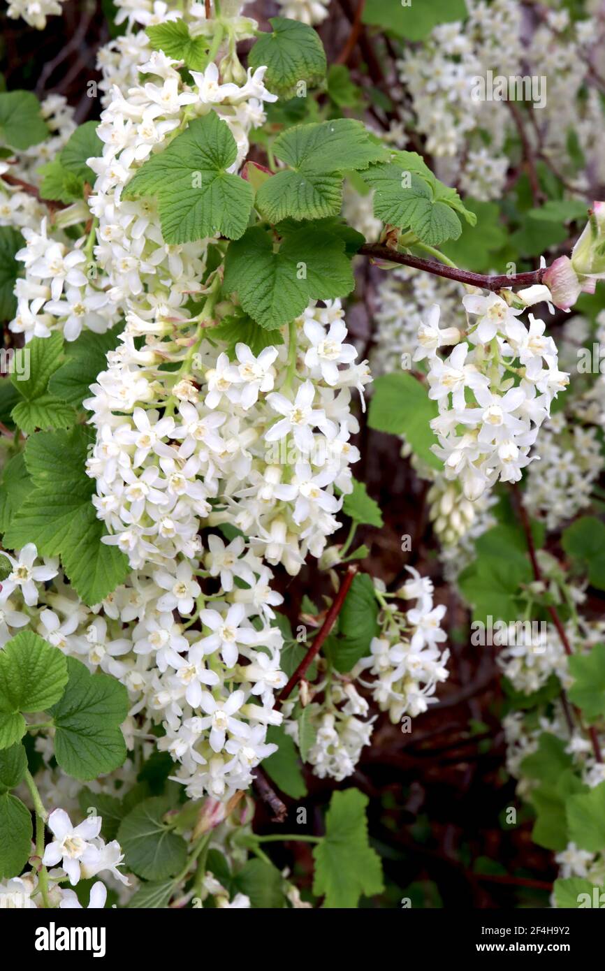 Hanging white flowers hi-res stock photography and images - Alamy