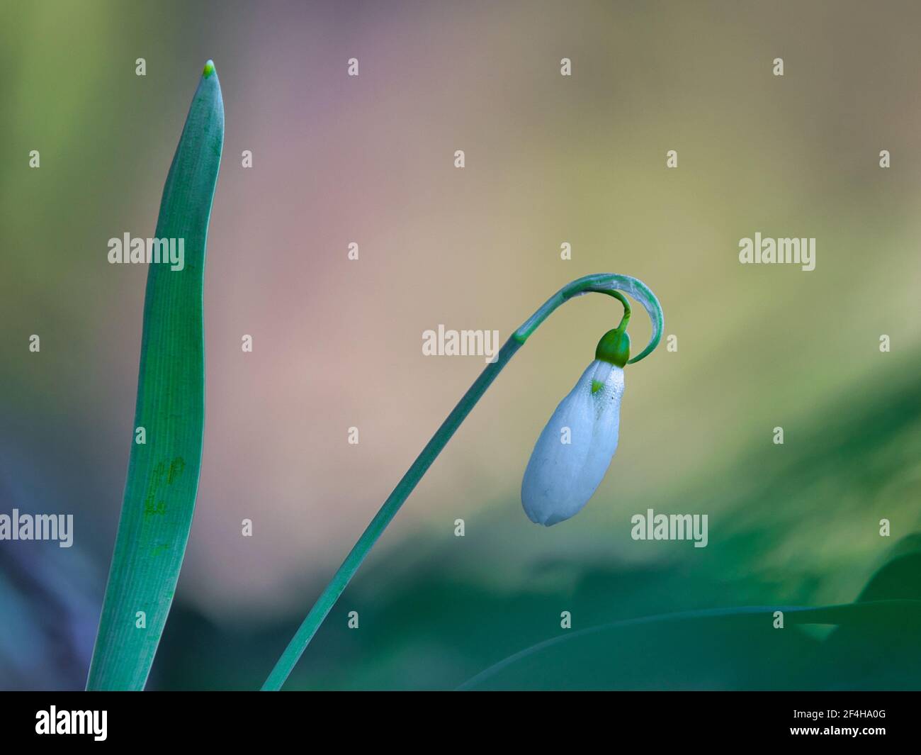The beautiful snowdrop flowers welcome spring in Germany Stock Photo ...