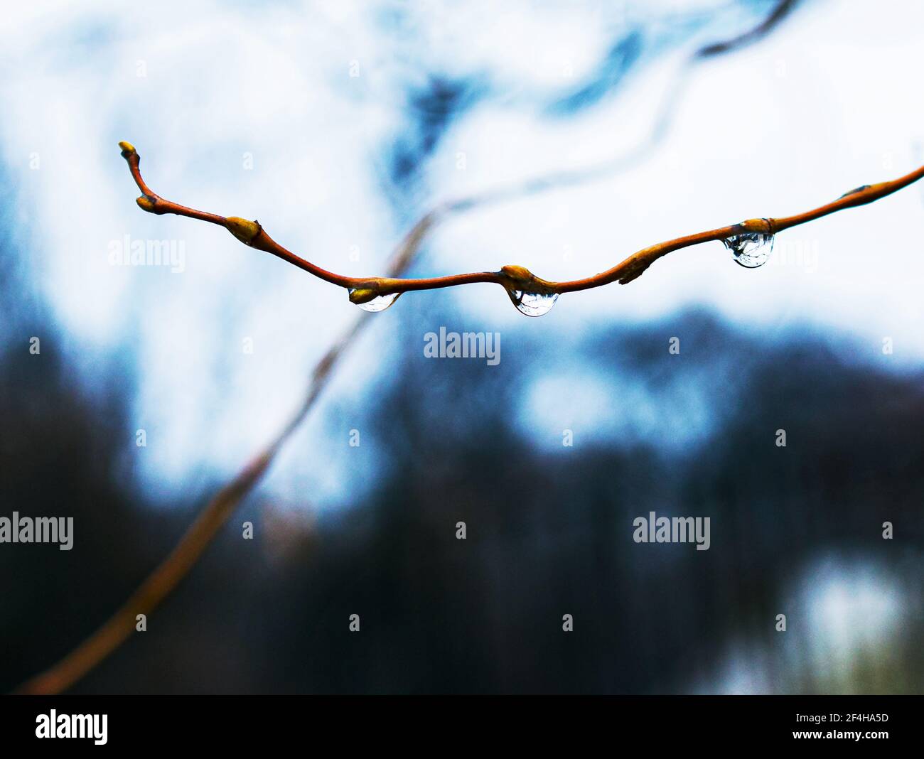 Rain drops and fog build up on the branches. Posting closeup camera ...