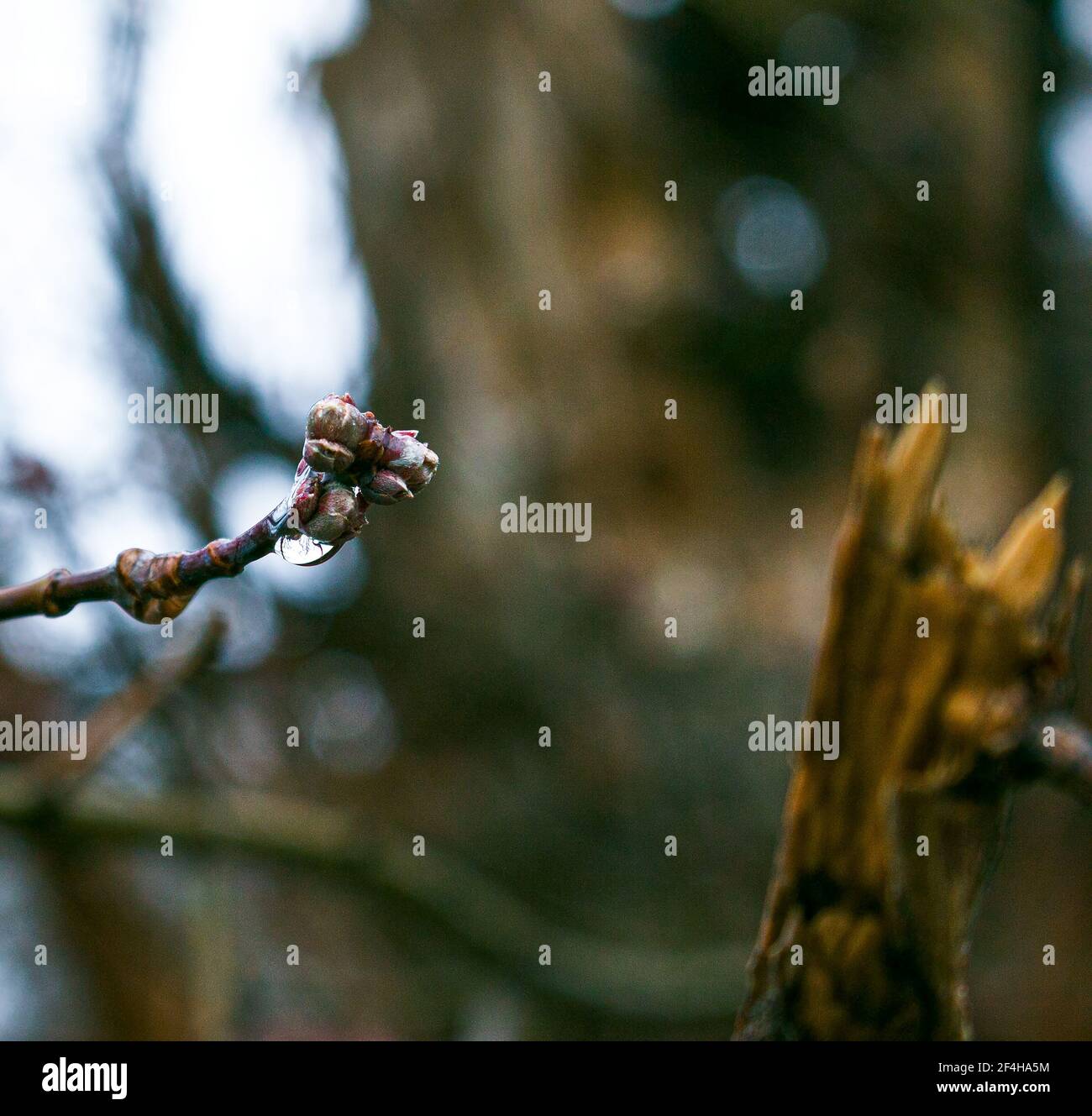 Rain drops and fog build up on the branches. Posting closeup camera ...