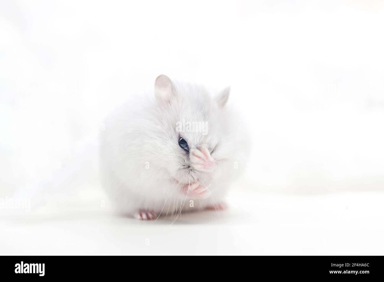 hamster on a white background shyly covers his muzzle Stock Photo - Alamy