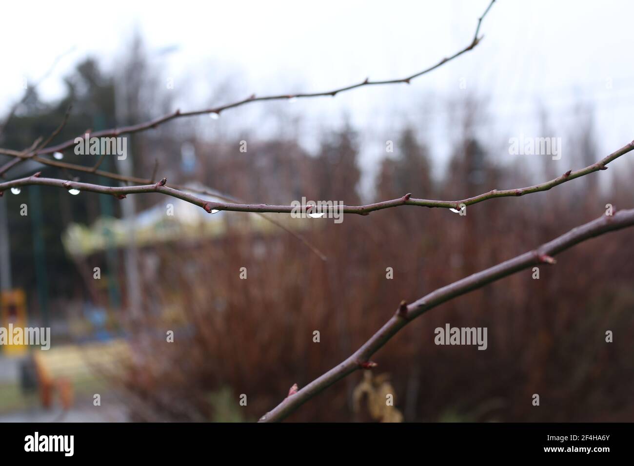 Rain on branches hi-res stock photography and images - Alamy