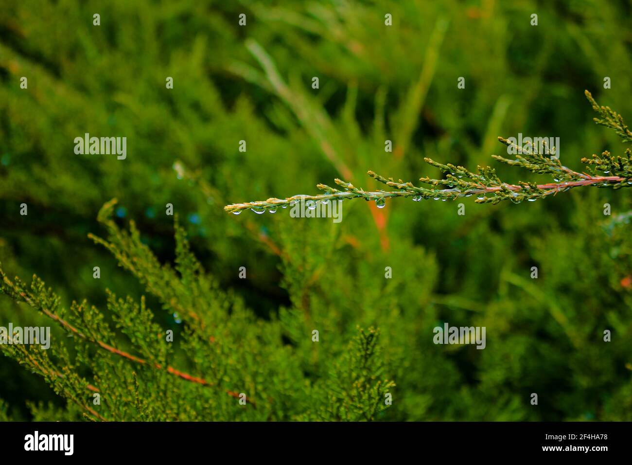 Rain on branches hi-res stock photography and images - Alamy