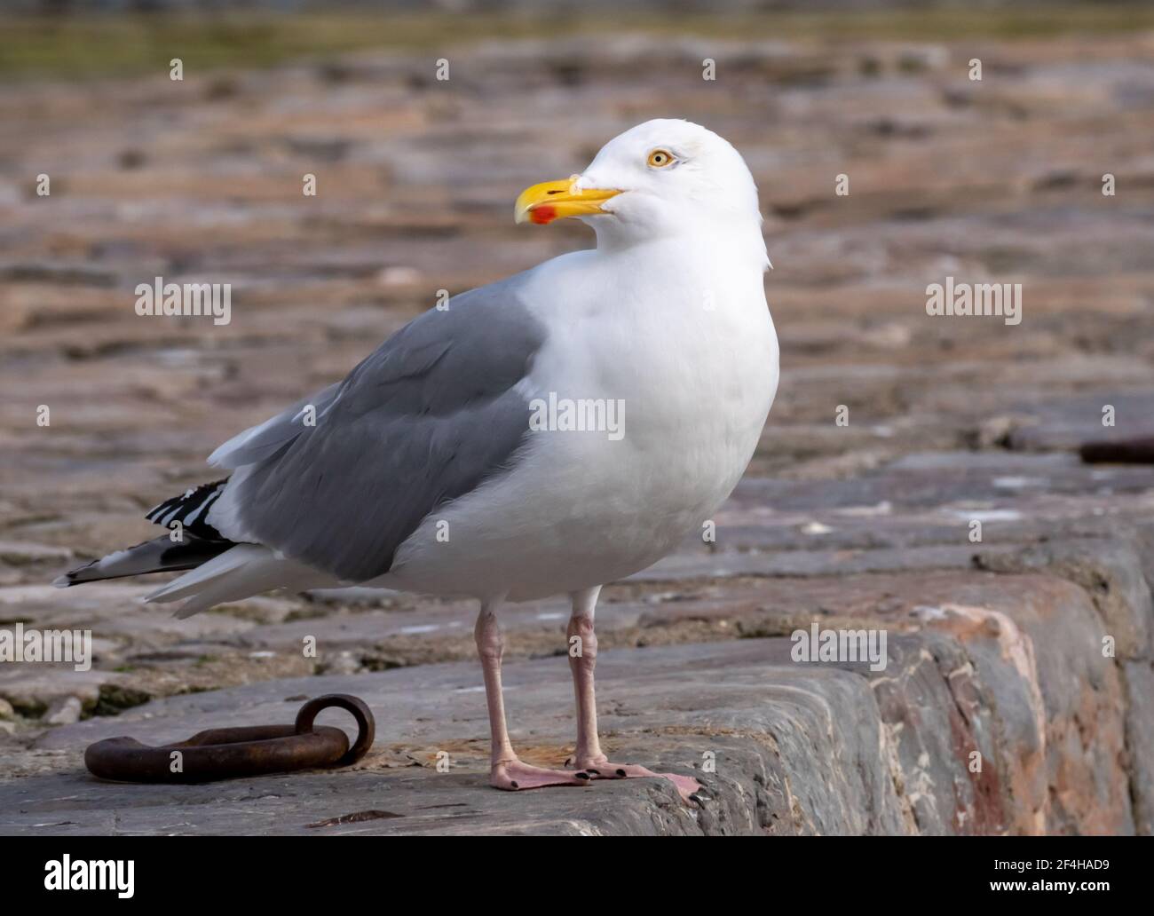 Seagull facing left hi-res stock photography and images - Alamy