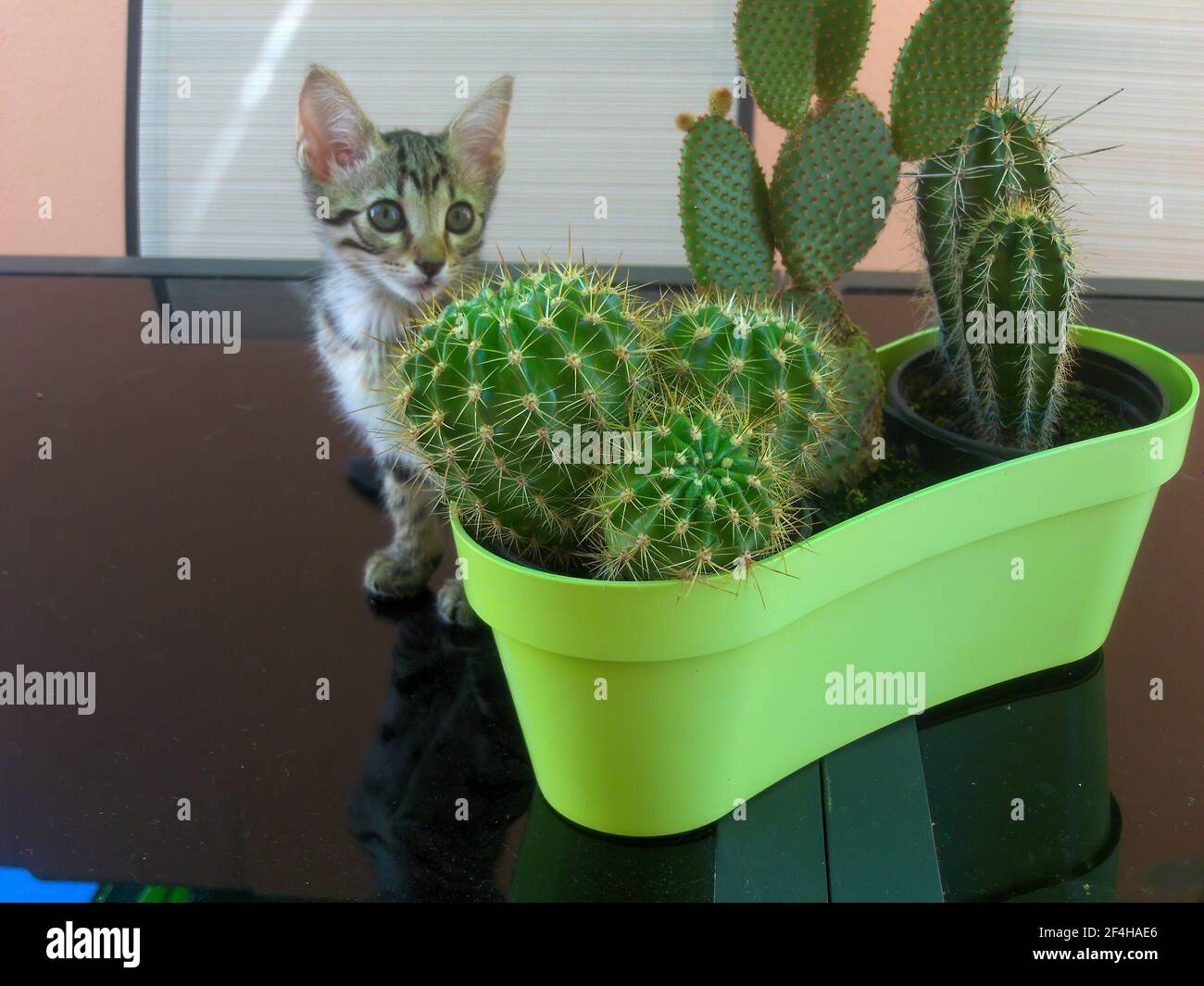 Cactus cat hi-res stock photography and images - Alamy