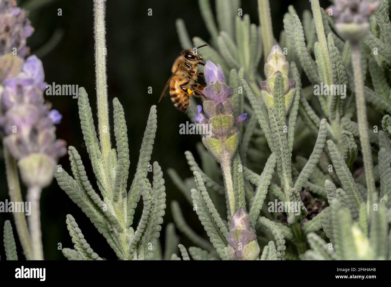 Honey bee hiding inside green plants Stock Photo - Alamy