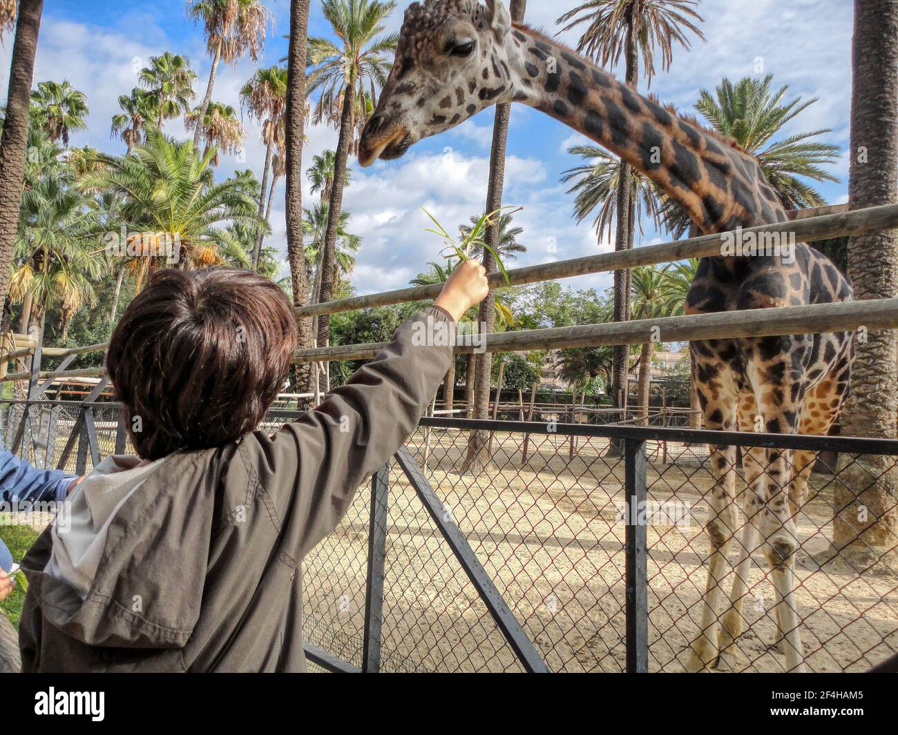Giraffe boy hi-res stock photography and images - Alamy