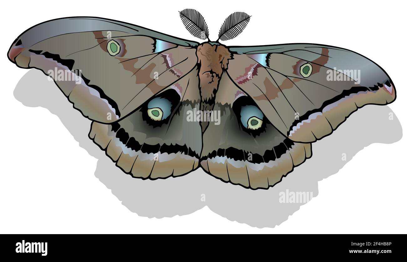 Polyphemus antheraea Stock Vector Images - Alamy