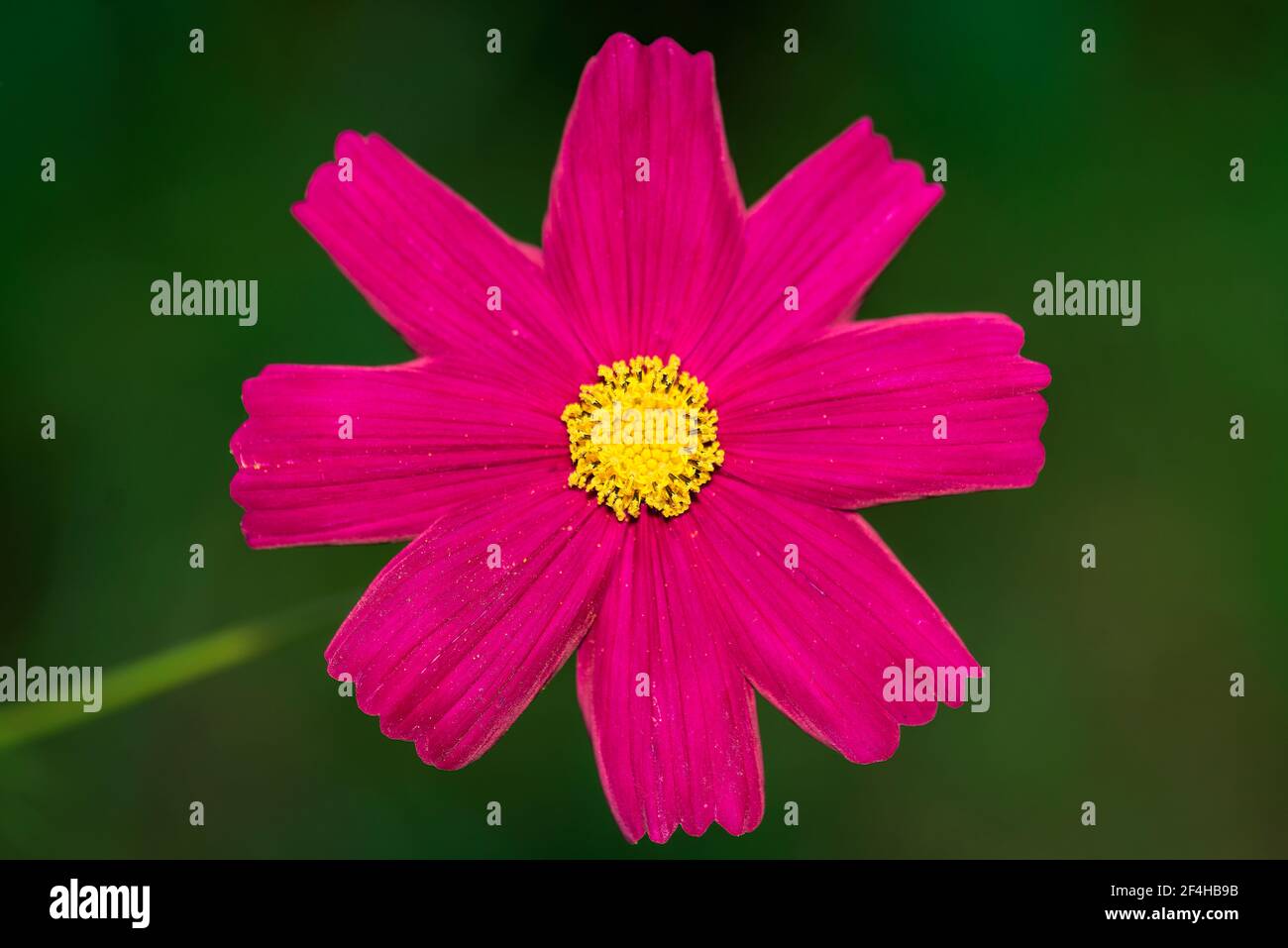 Violet Cosmos flower in the garden Stock Photo - Alamy