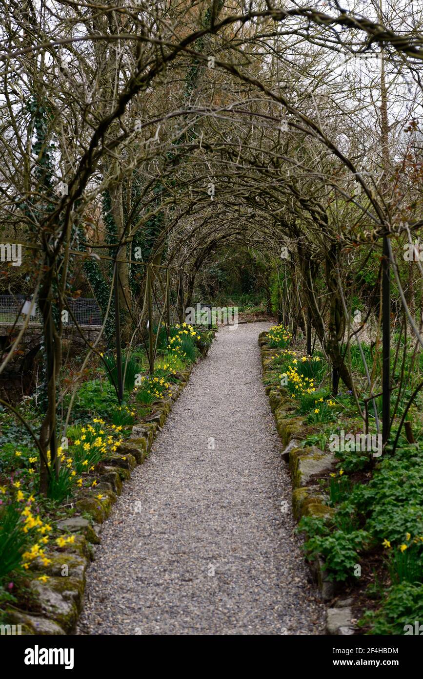 Wire frame,wire pergola,wisteria tunnel,early spring,leafless, wisteria ...