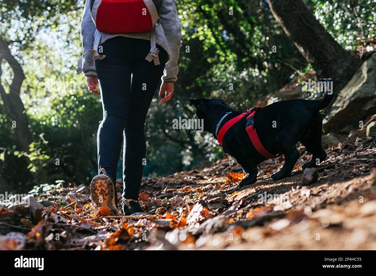 Back view of crop anonymous female backpacker with cute little dog ...
