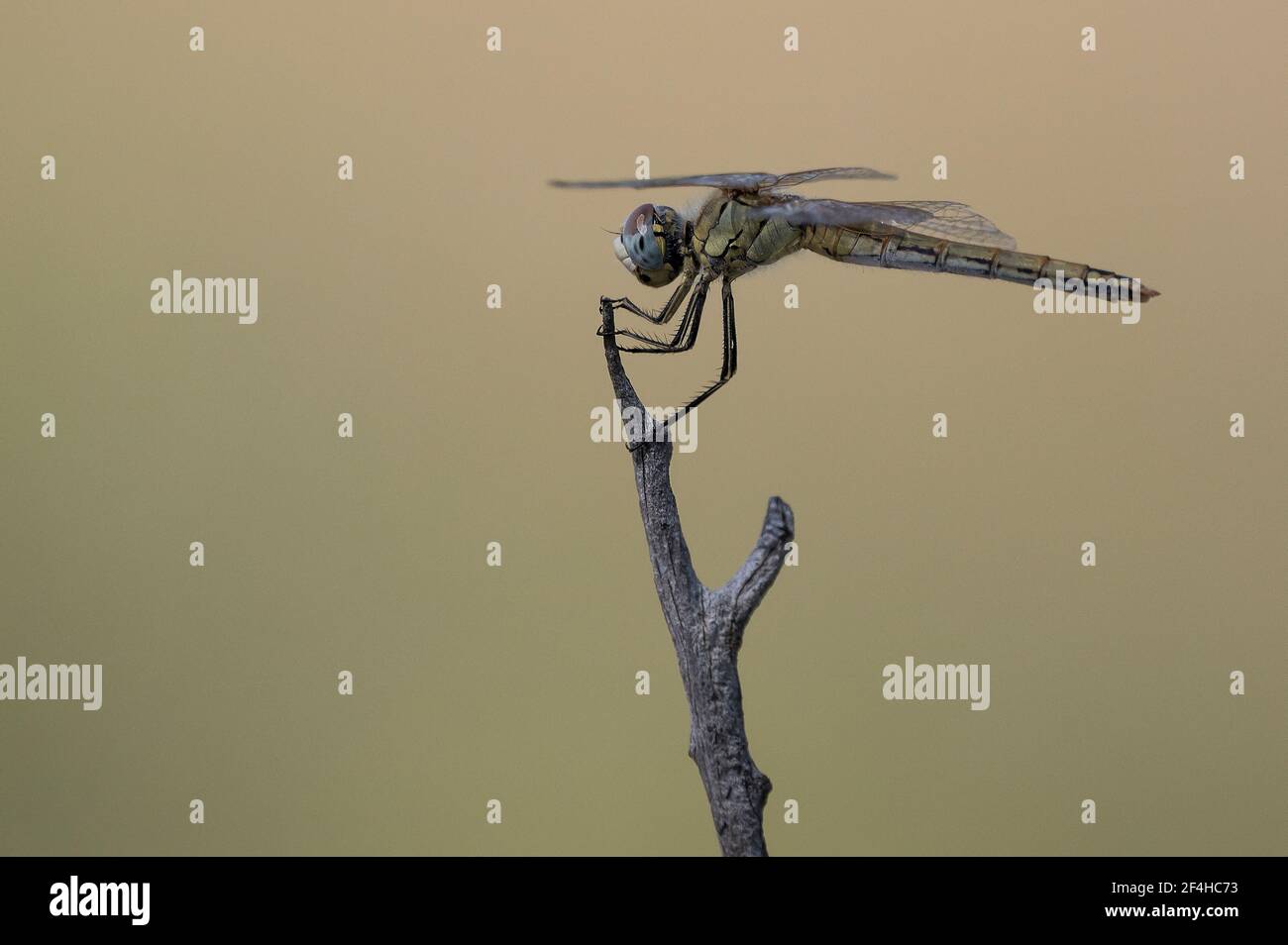 Dragonfly on stick hi-res stock photography and images - Alamy