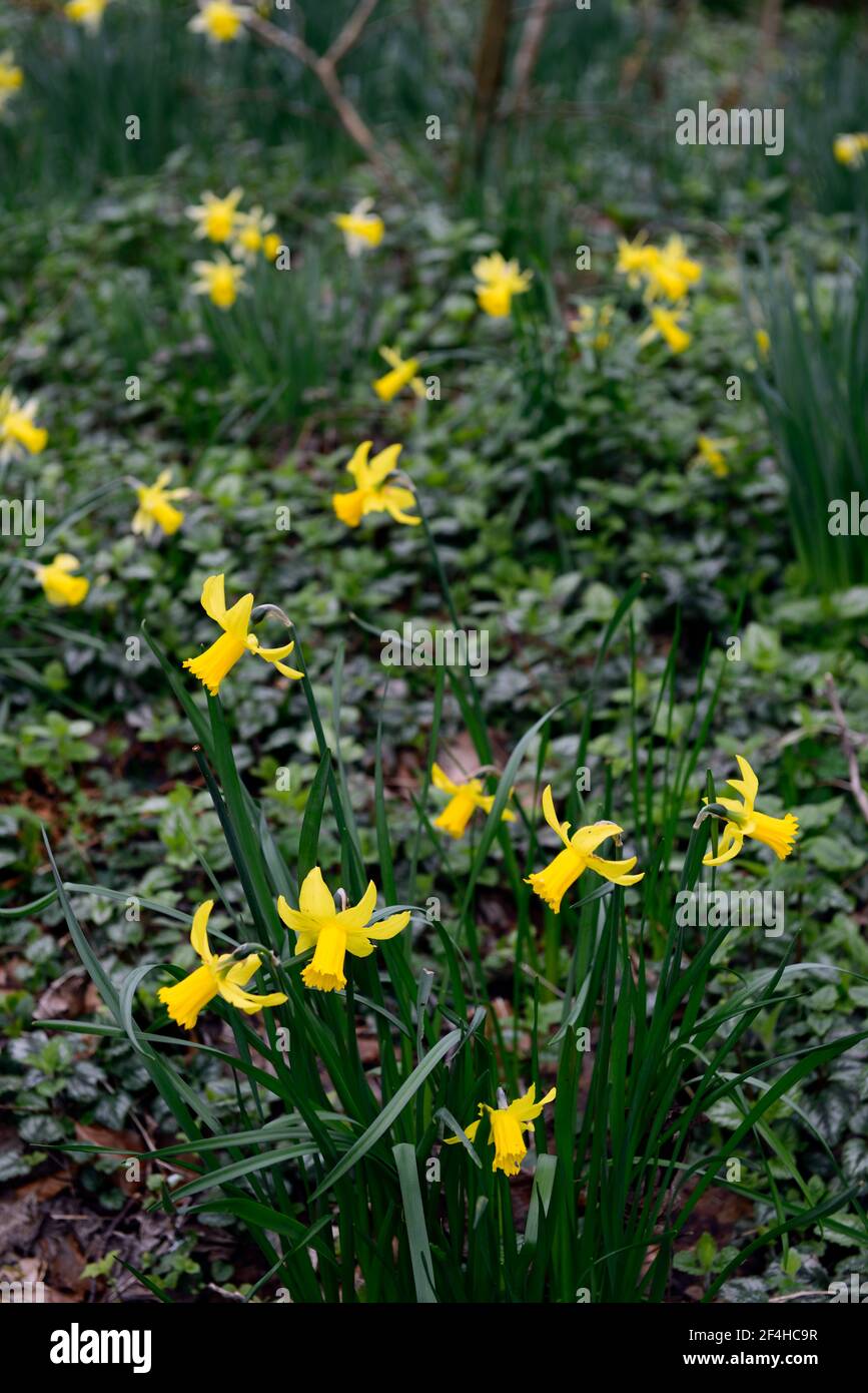 Narcissus February Gold,yellow daffodil,dwarf,miniature daffodils ...