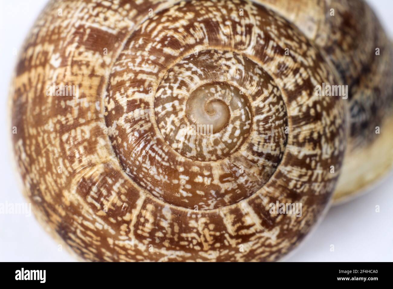Macro photography of brown snail shell on white background Stock Photo ...