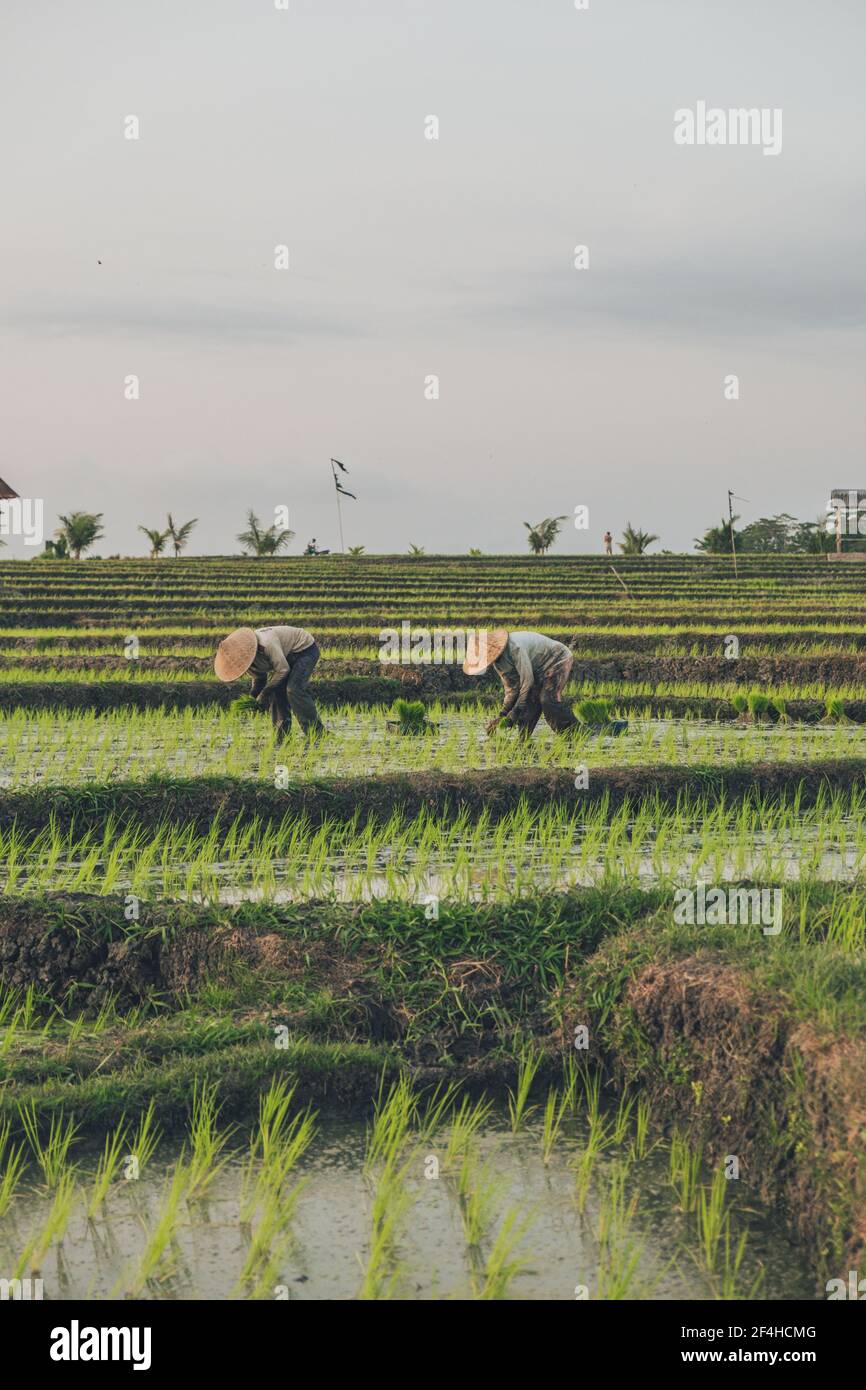 Two workers working in a rice field Stock Photo - Alamy