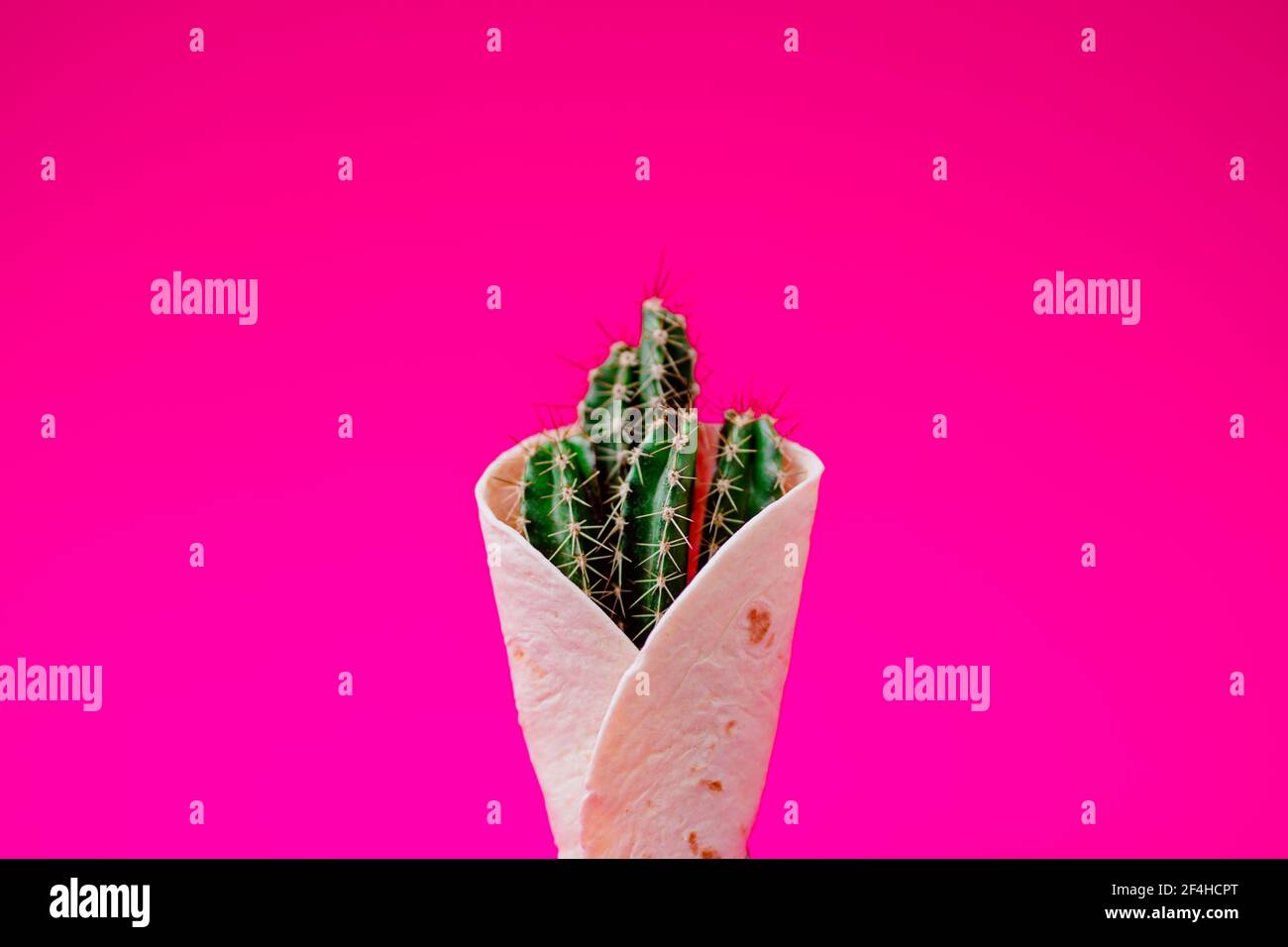 Tortilla wraps with cactus plant Stock Photo - Alamy