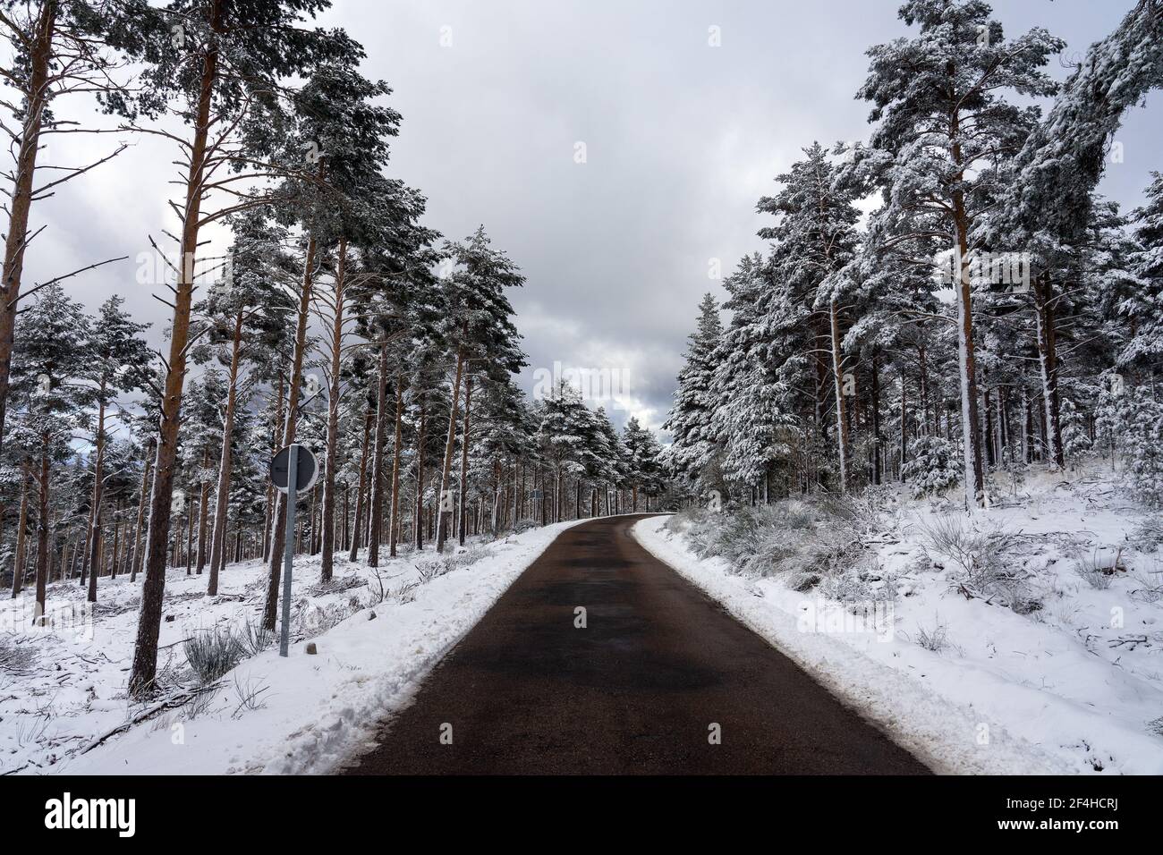Road inside a pine forest covered with snow in Candelario, Salamanca ...