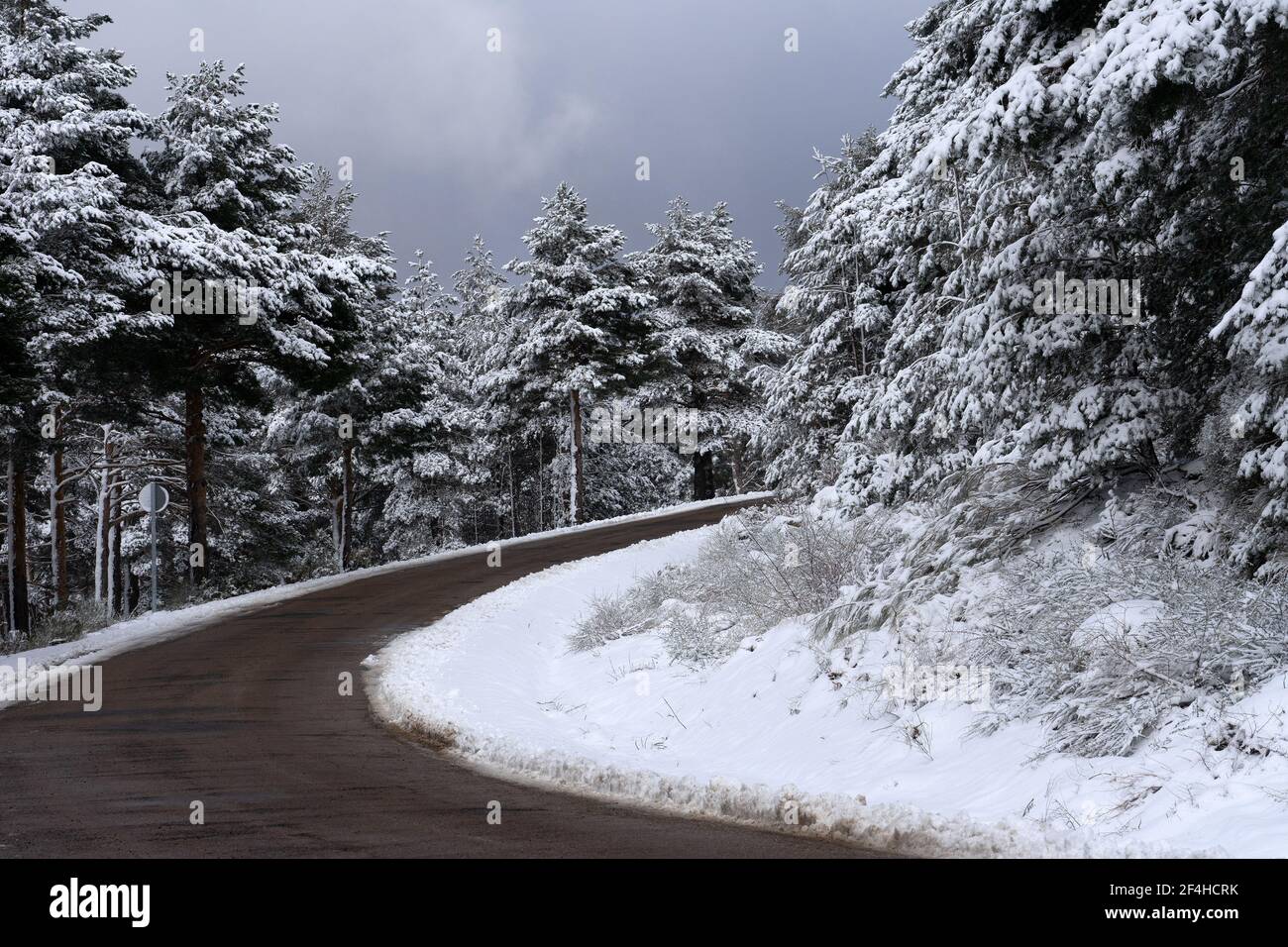 Road inside a pine forest covered with snow in Candelario, Salamanca ...
