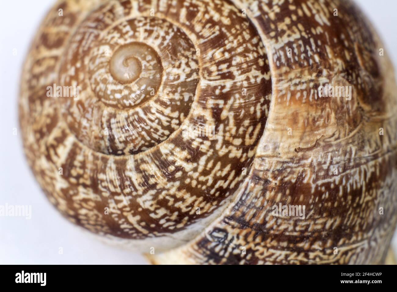Macro photography of brown snail shell on white background Stock Photo ...