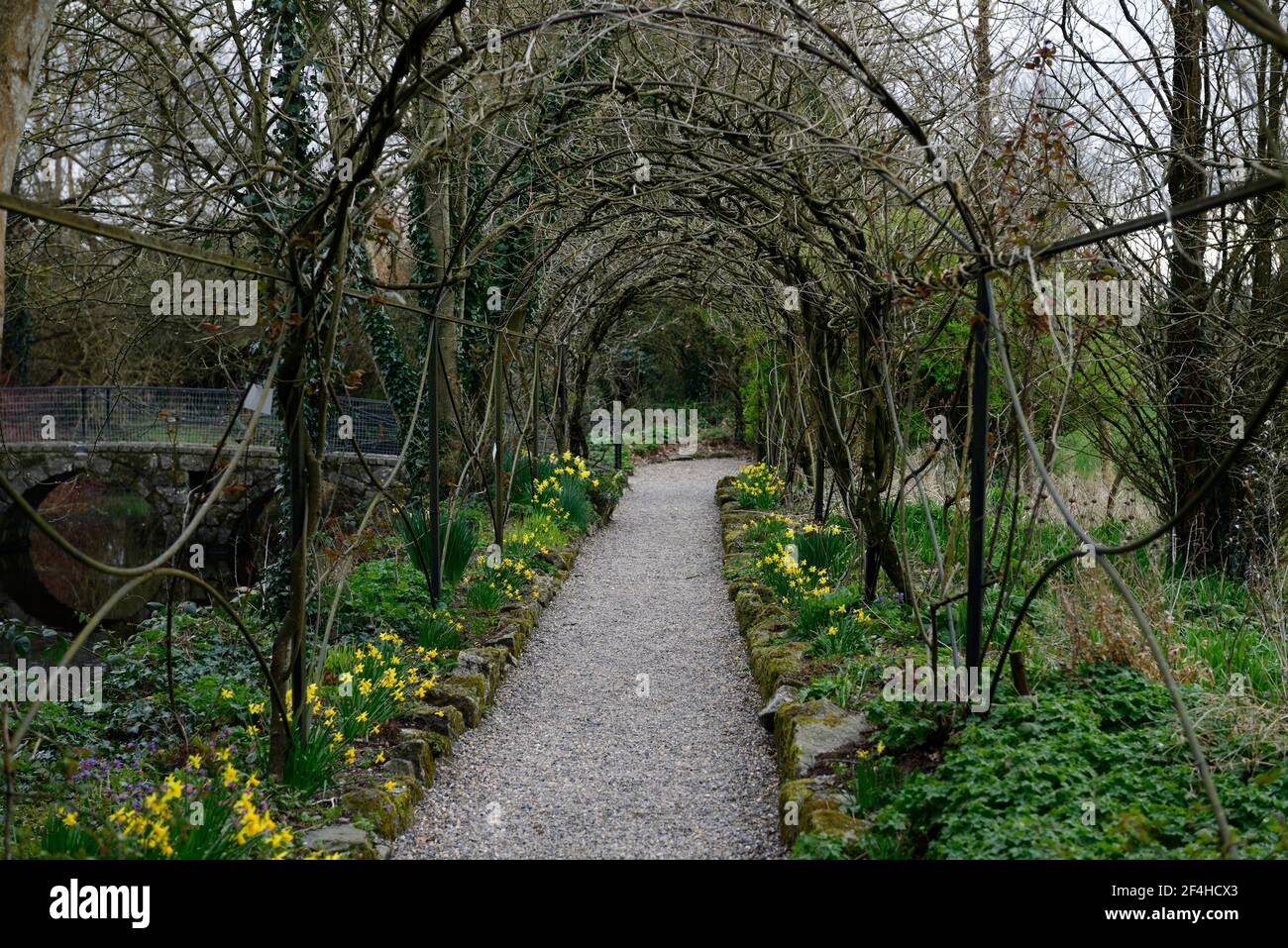 Wire frame,wire pergola,wisteria tunnel,early spring,leafless, wisteria ...